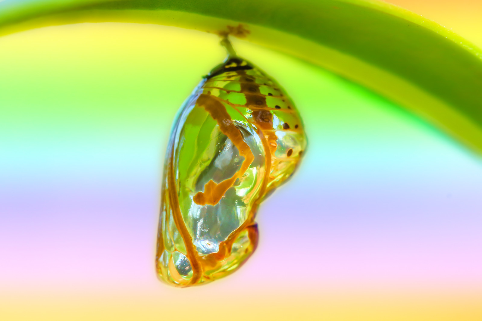 New Story: The Chrysalis | Don Redwood